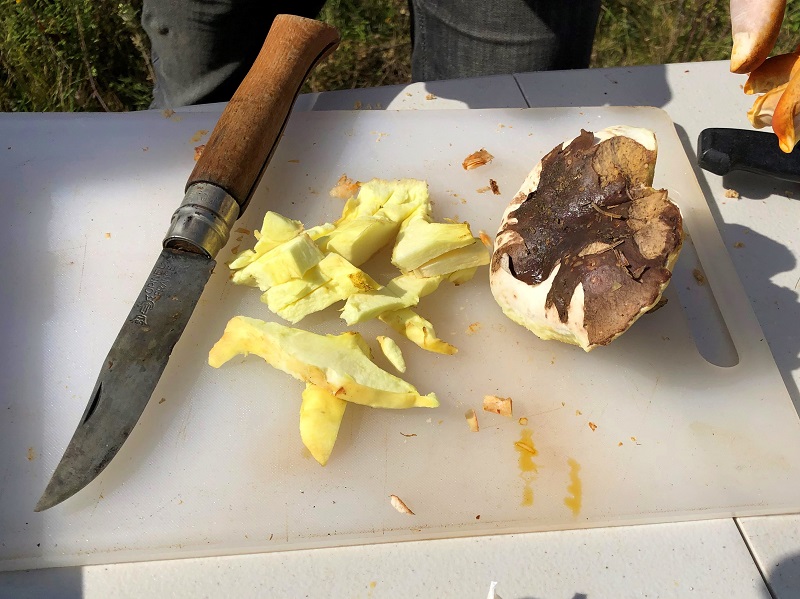 If you go down to the woods today – Caroline Gladstone