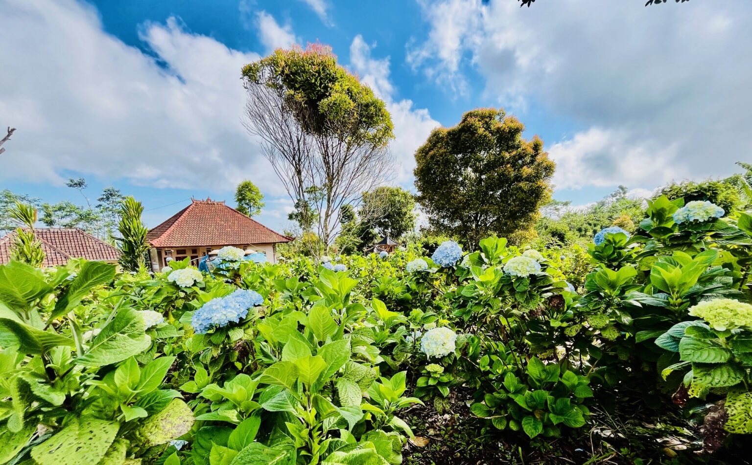 Bespoke Bali – Caroline Gladstone